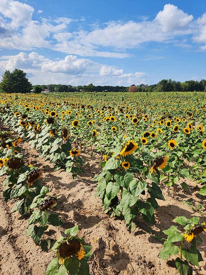 Eight acres of pure sunshine captured in flower form, like nature decided to paint with the happiest color in the crayon box.