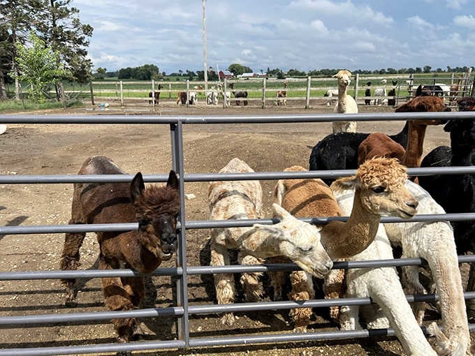 Meet the welcoming committee at Alpaca Pines, where curious faces and fluffy bodies create the world's most adorable greeting party.