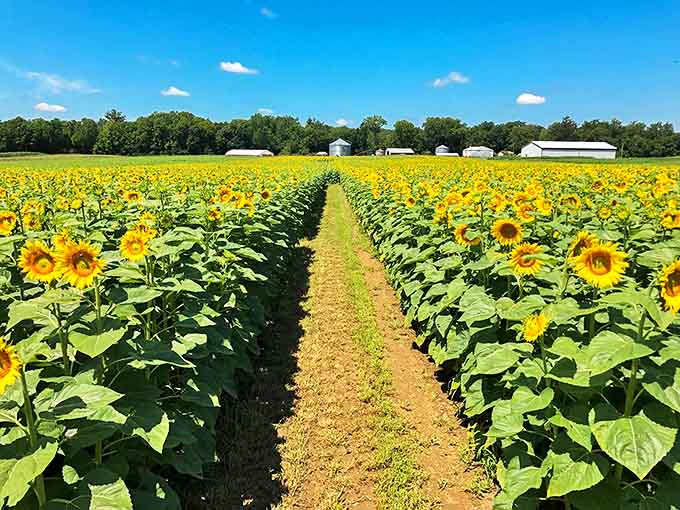 Rows of golden sentinels stand at attention, creating nature's version of the yellow brick road through this stunning Illinois sunflower maze.