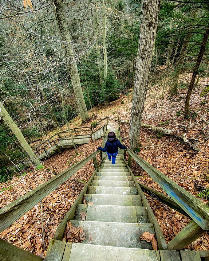 Wooden steps descend into nature's embrace, inviting adventurers to discover what lies beyond the forest's veil.