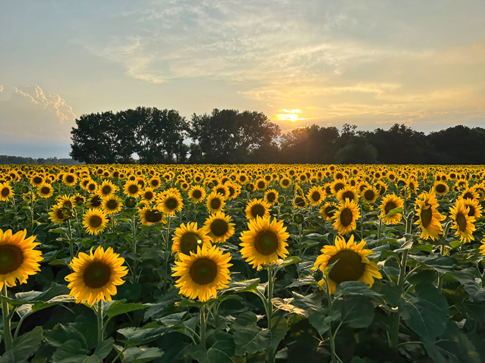 A golden ocean stretches to the horizon as sunset bathes Matthiessen's sunflower field in warm light, creating nature's perfect photo backdrop.