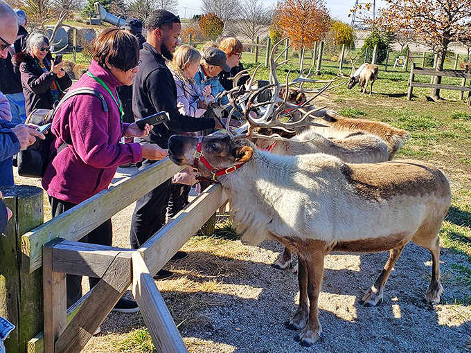 Hardy&rsquo;s Reindeer Ranch brings holiday cheer year-round, with curious reindeer, rustic charm, and smiles warming chilly Illinois days for visitors.