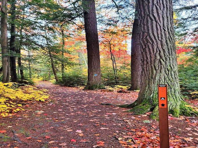 Autumn paints Trap Falls Trail in a riot of colors, where every step crunches with nature's confetti &ndash; a seasonal masterpiece in motion.