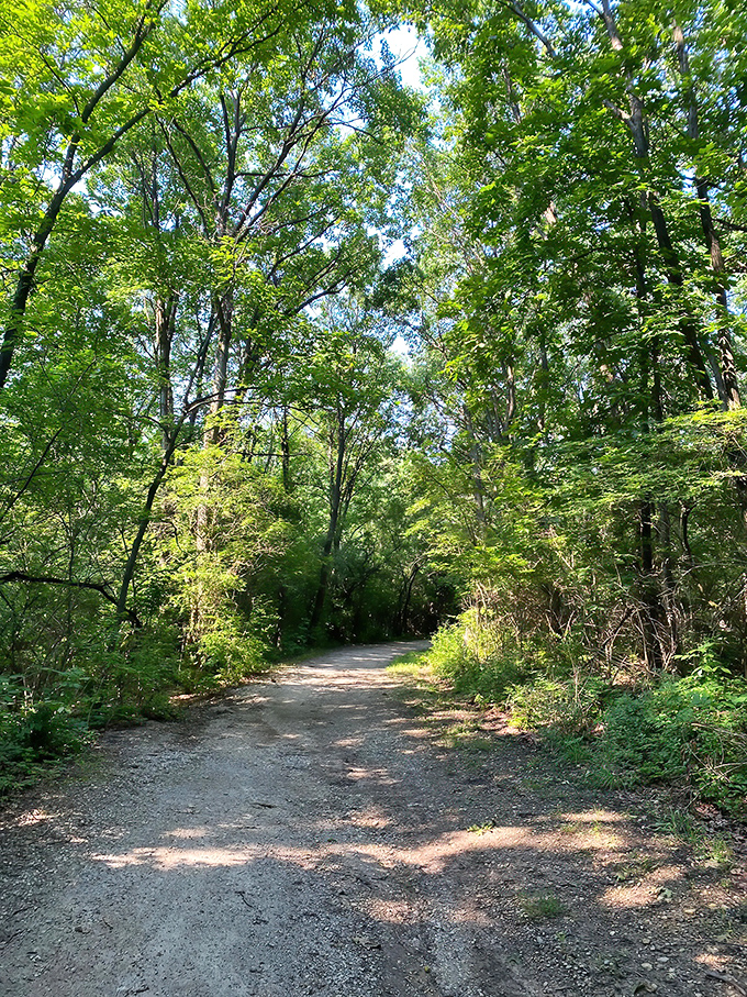A sunlight-dappled path through Palos Preserves invites exploration, where nature's cathedral of trees creates the perfect escape from city life.