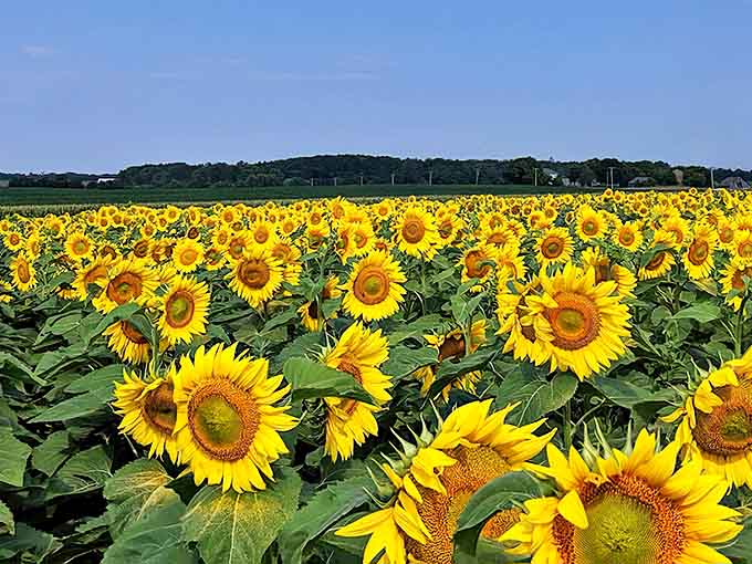 Welcome to Von Bergen's Country Market, where rural charm meets family fun in a setting that feels like stepping into a living postcard.