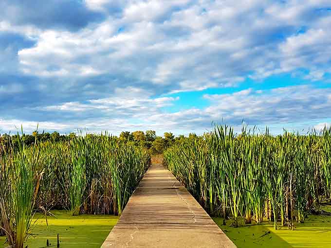 A wooden boardwalk cuts through towering cattails, inviting visitors to venture deeper into nature's embrace at the Watershed Nature Center.