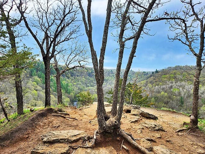 Nature's cathedral awaits at Whitewater State Park, where ancient trees stand sentinel over rolling hills that stretch to the horizon.