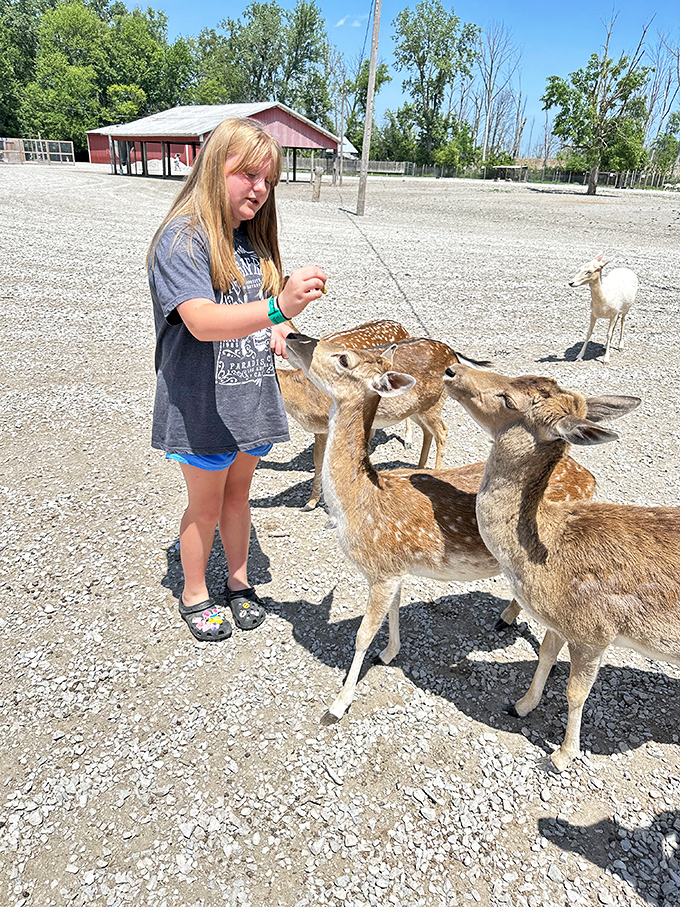 A young visitor experiences the magic of hand-feeding deer, their eager muzzles gently taking treats while creating memories that will last a lifetime.