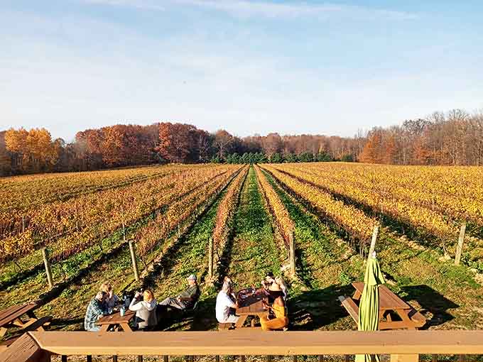 Golden vines stretch toward the horizon as visitors enjoy the perfect autumn day at M Cellars' outdoor seating area.