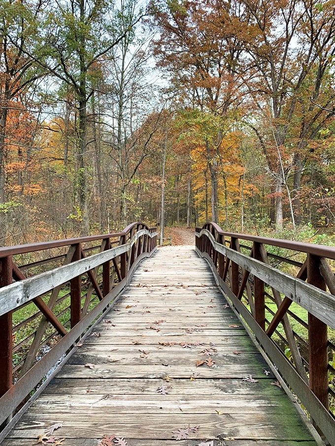 A wooden bridge beckons through autumn's fiery display &ndash; nature's version of the yellow brick road, but with better scenery and fewer flying monkeys.