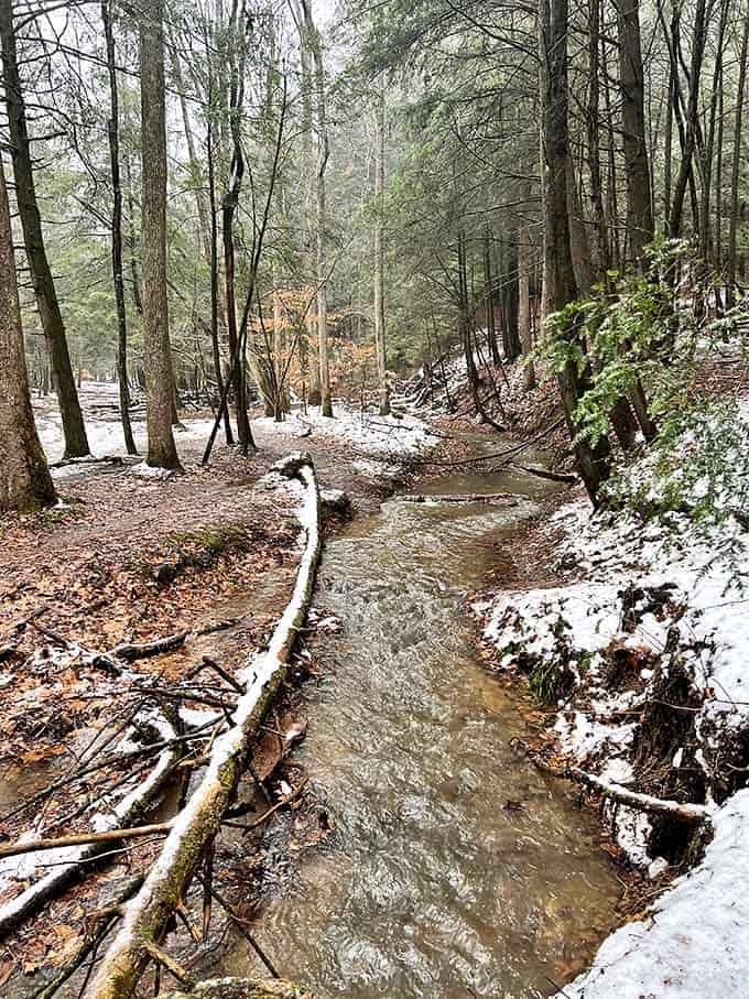 Winter transforms ordinary streams into magical ribbons of crystal-clear water, carving their patient path through the snow-dusted forest floor.