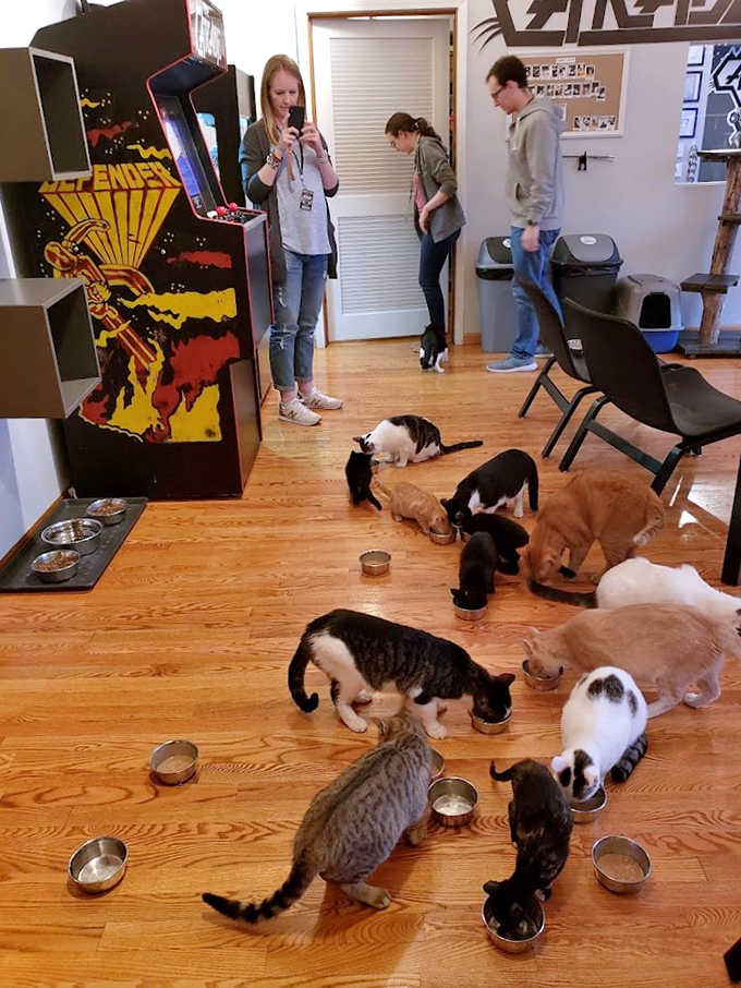 Mealtime brings the resident cats together, showcasing the care and attention that makes The Catcade a legitimate rescue operation beneath its playful exterior.