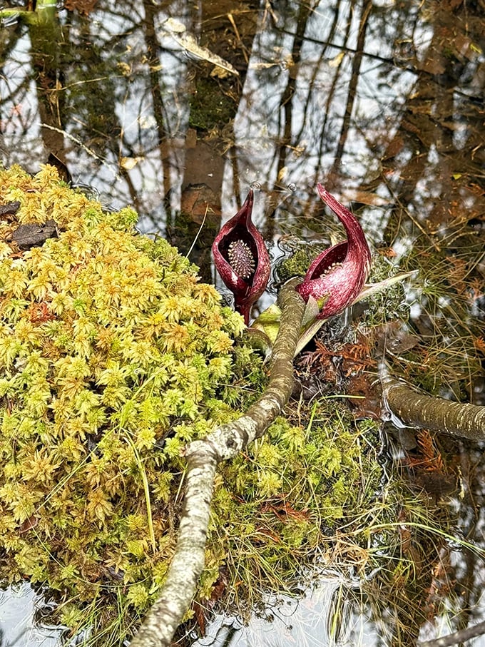 Eastern Skunk Cabbage unfurls its dramatic burgundy blooms, proving that even swamp plants can have a flair for the theatrical.