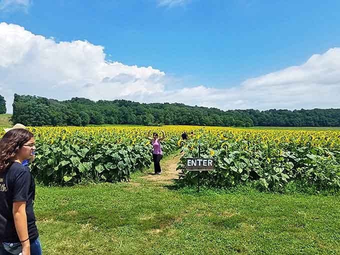 "Enter" reads the simple sign, but what it really means is "prepare to be transported" &ndash; the gateway to a world of golden wonder.