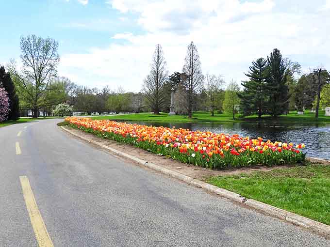 Tulips create a ribbon of color along the water's edge, their vibrant blooms bringing spring's energy to this peaceful setting.