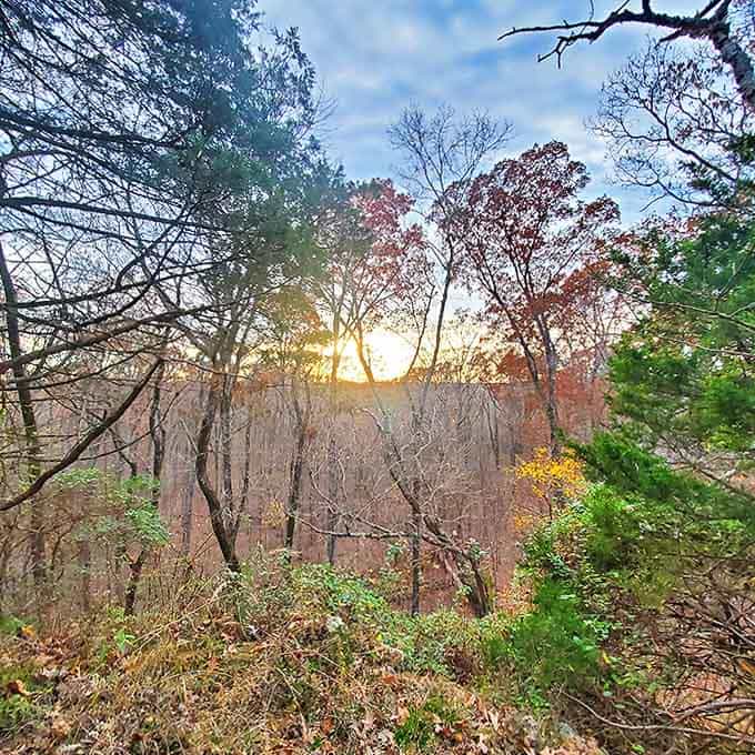 Golden hour transforms the forest into a painting, with long shadows stretching across the landscape like nature's sundial.