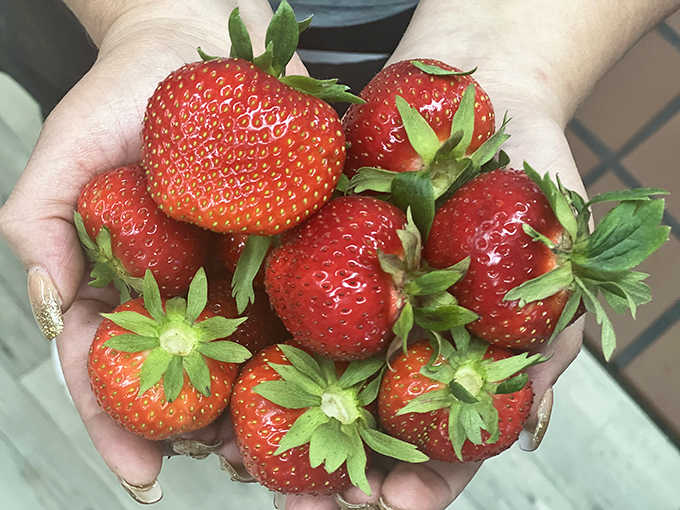 Summer's sweetest gift, these strawberries travel mere yards from field to kitchen, bringing sunshine to pies, pancakes, and happy customers.