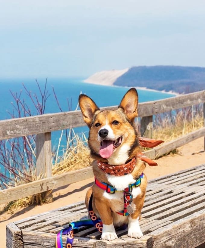 Even four-legged visitors can't resist posing for photos at Empire Bluff, proving that spectacular views appeal to species of all kinds.