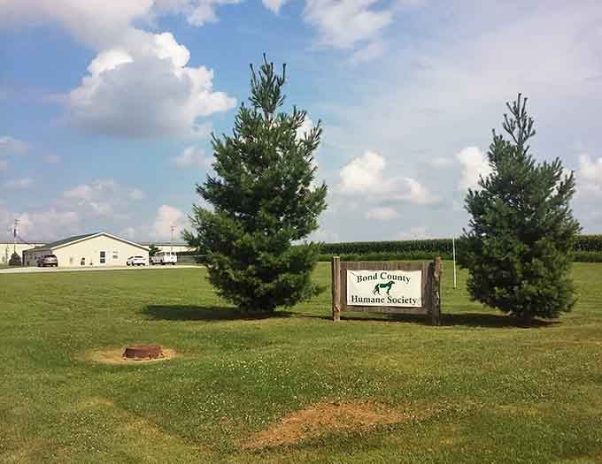 Animal shelters are where hope lives on four legs, waiting patiently for someone to recognize unconditional love.