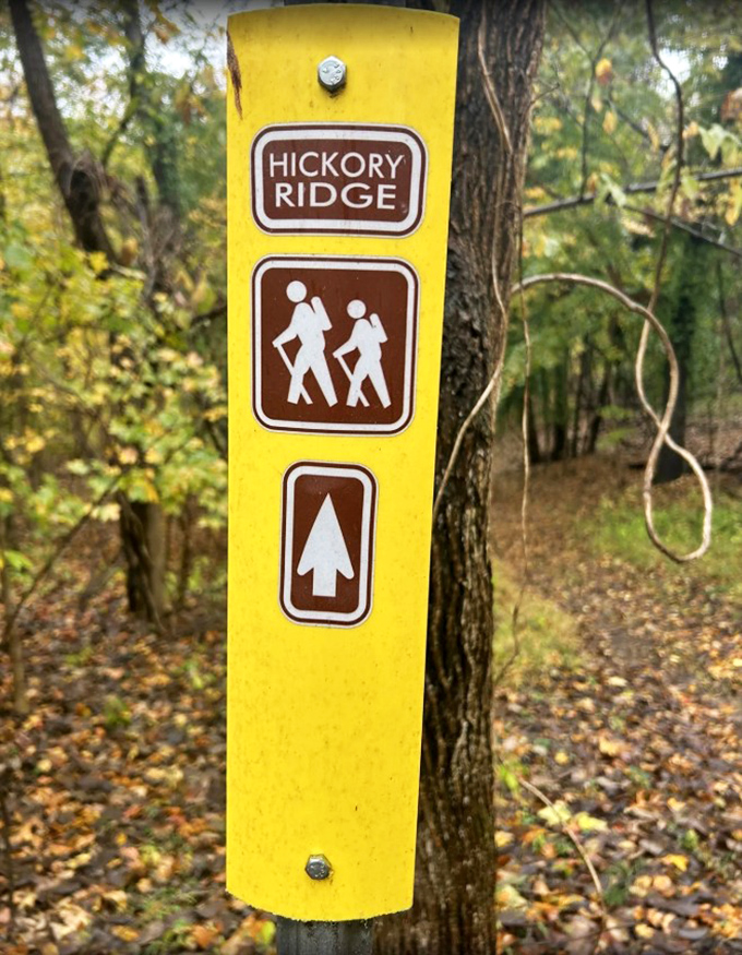 Yellow trail markers stand bright against forest greens, faithful guides ensuring hikers can focus on wonder rather than worry about direction.