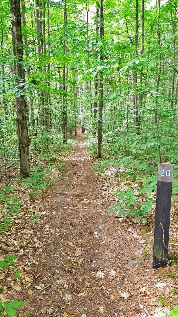 Trail marker #20 stands sentinel among vibrant green undergrowth, promising more adventures just around the bend.