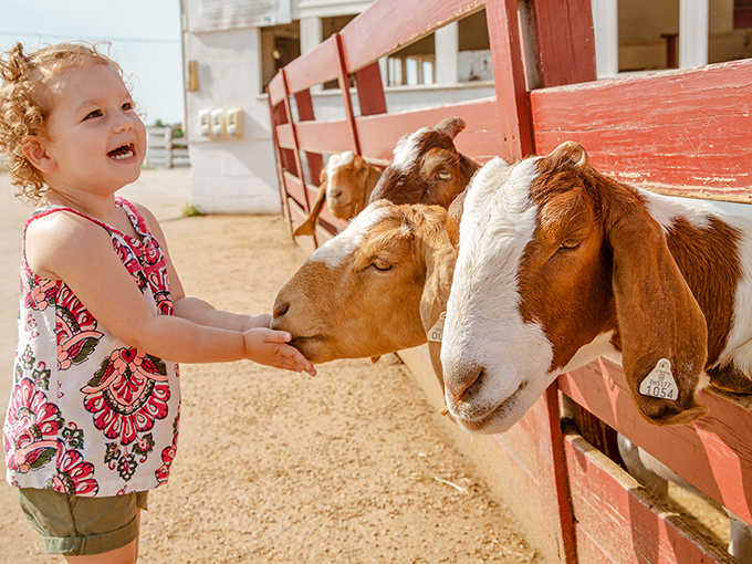 A magical moment of connection between child and goat creates the kind of memory that lasts longer than any toy. Farm education has never been so adorable.