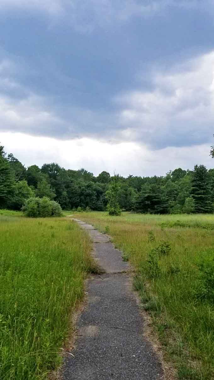The path less traveled leads through meadow grasses toward a forest sanctuary, where wildlife sightings await the patient observer.