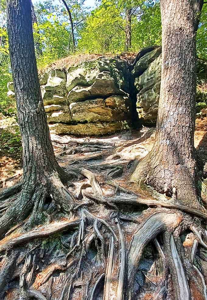 These tree roots grip the earth with the determination of someone holding onto the last slice of pizza.