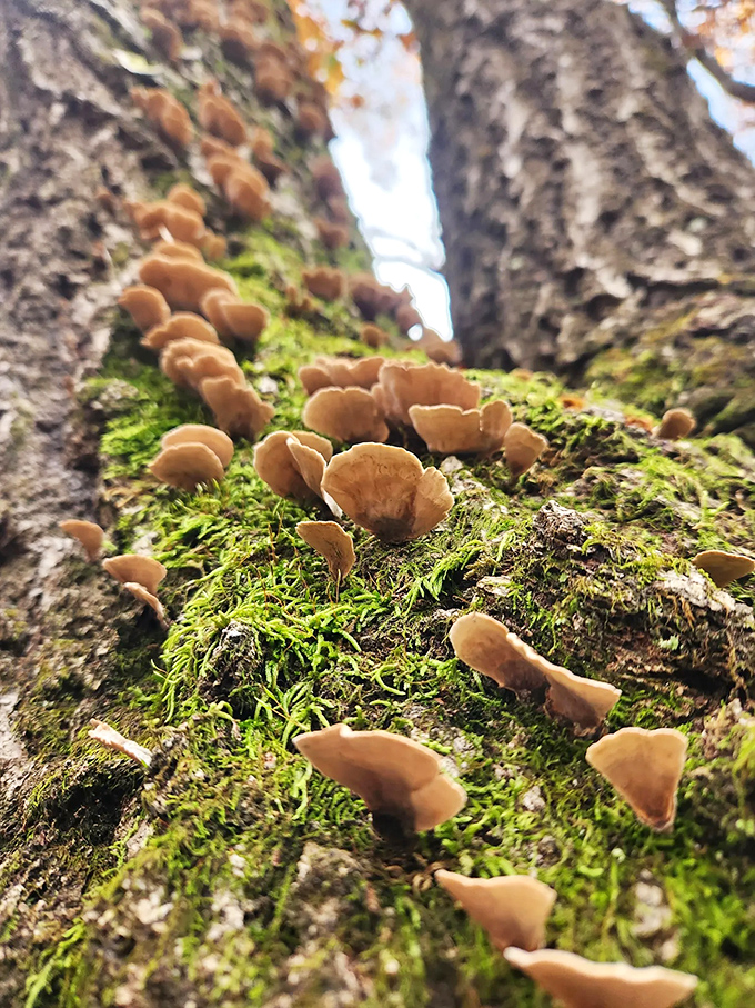 Delicate mushrooms create a natural staircase up a moss-covered tree trunk. The preserves host an incredible variety of fungi after rainy periods.