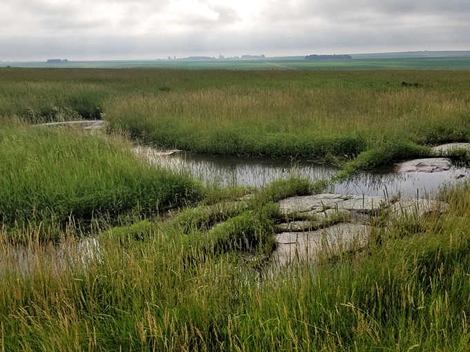 Prairie wetlands: Seasonal pools create reflective mirrors among the grasses, doubling the beauty and providing habitat for countless creatures.