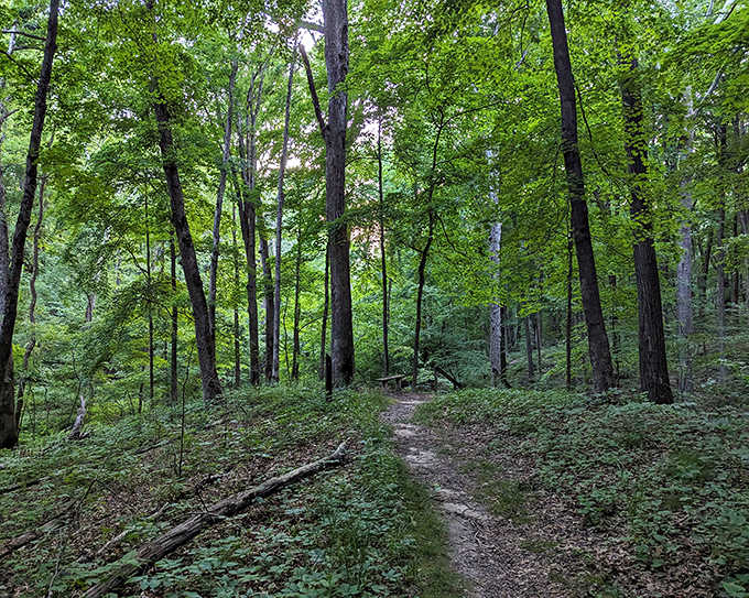 The invitation of a forest path – where each bend promises new discoveries and the journey truly matters more than destination.