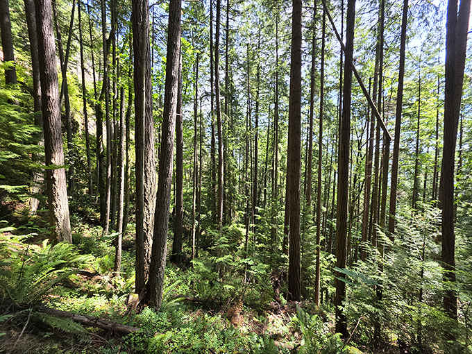 Cathedral of pines &ndash; where sunlight filters through in nature's version of stained glass windows.