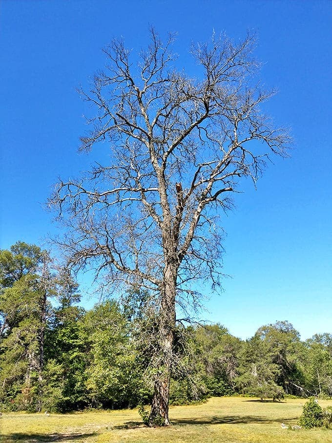 This ancient sentinel has watched over the cemetery since before the town's abandonment, its bare branches reaching skyward like bony fingers.