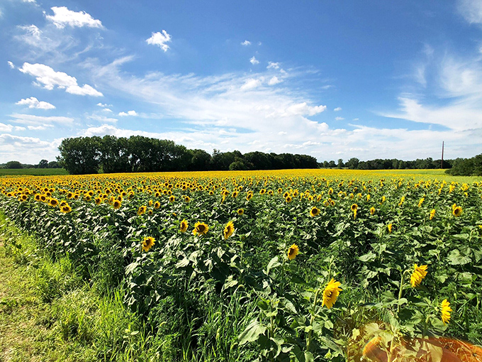Sunflower sentinels stand at attention, creating corridors of gold that lead adventurers deeper into nature's embrace.