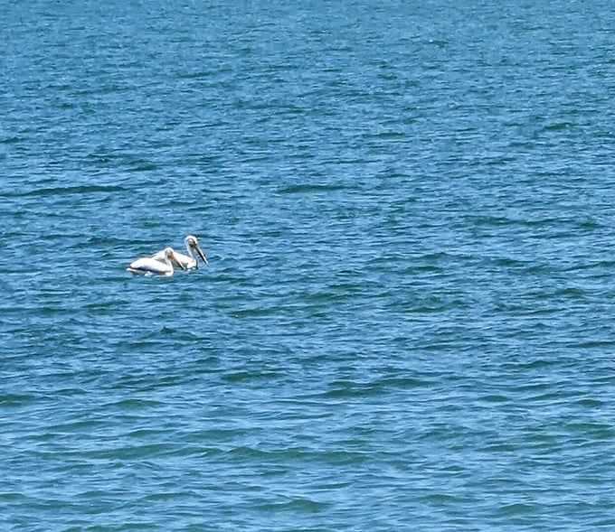 White pelican on Lake Erie: Nature's elegant visitor glides across blue waters, unaware it's starring in someone's vacation highlight reel.