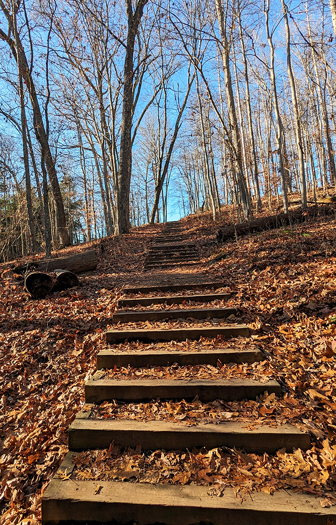 Wooden steps climb through autumn's golden carpet. Each stair a deliberate pause, forcing you to appreciate the journey, not just the destination.