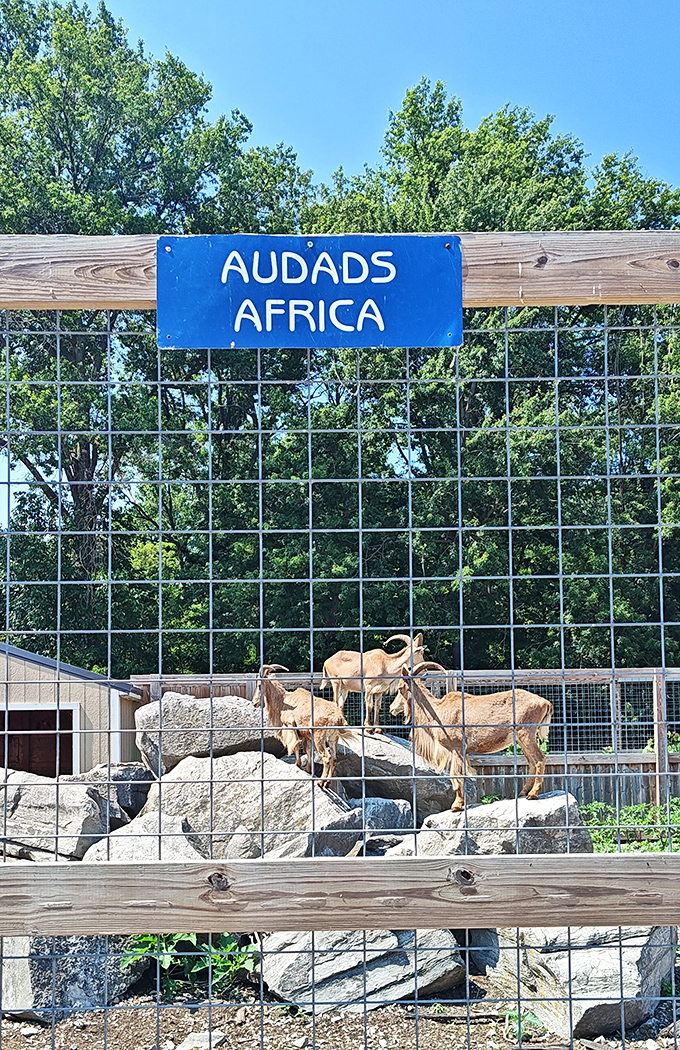 Audads perch majestically on their rocky habitat, showcasing the impressive climbing abilities that make these African natives so fascinating.