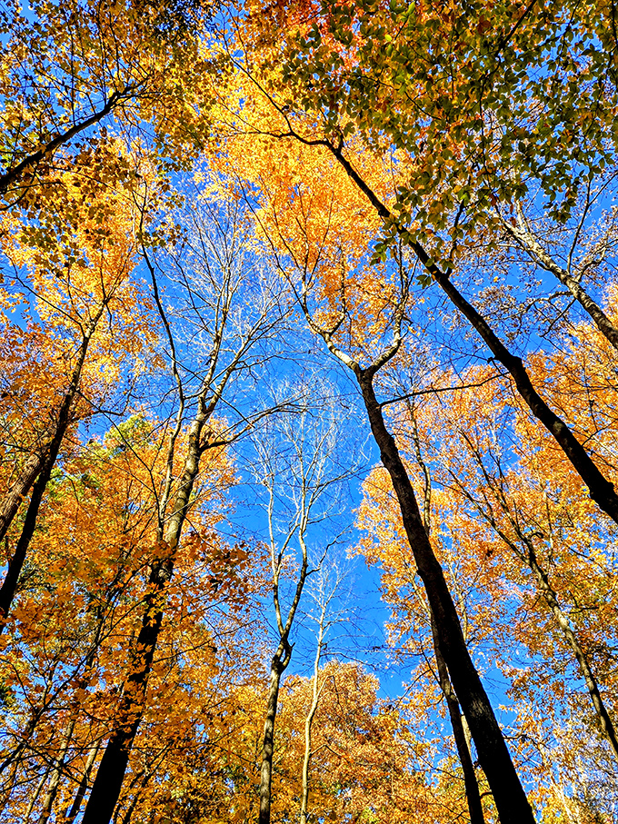 Fall's fiery display transforms the forest canopy into a masterpiece of color against Ohio's brilliant blue autumn sky.