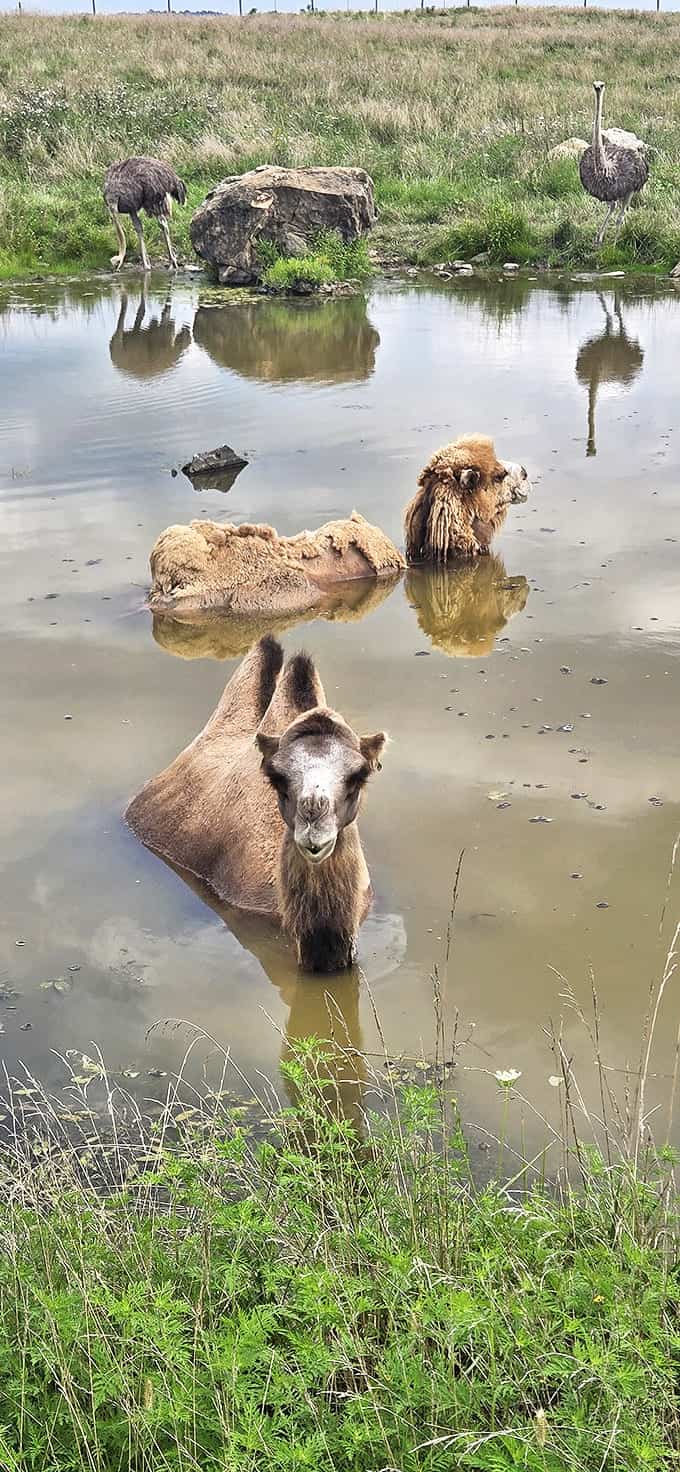 Camels cool off in a watering hole, their reflections creating a perfect mirror image against the still water. Desert ships docked in Ohio!