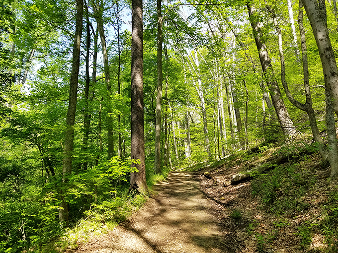 Dappled sunlight plays through the leaves, creating a natural spotlight effect on this forest path that feels like walking through living stained glass.