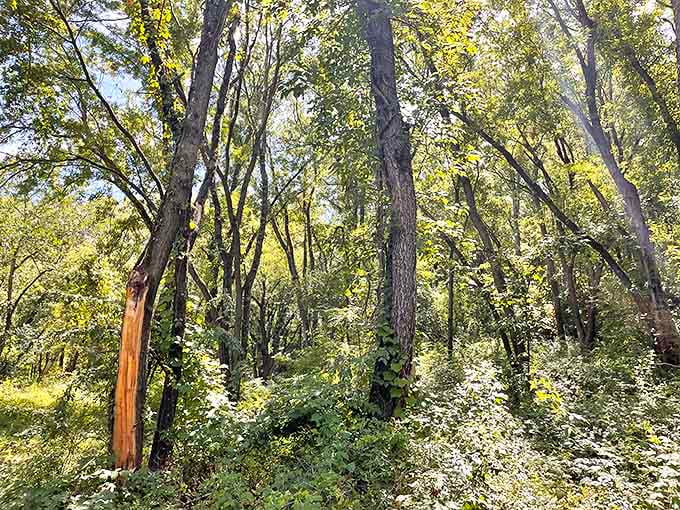 Sunlight filters through the dense canopy, creating a natural cathedral where tree trunks serve as columns and leaves form stained glass.