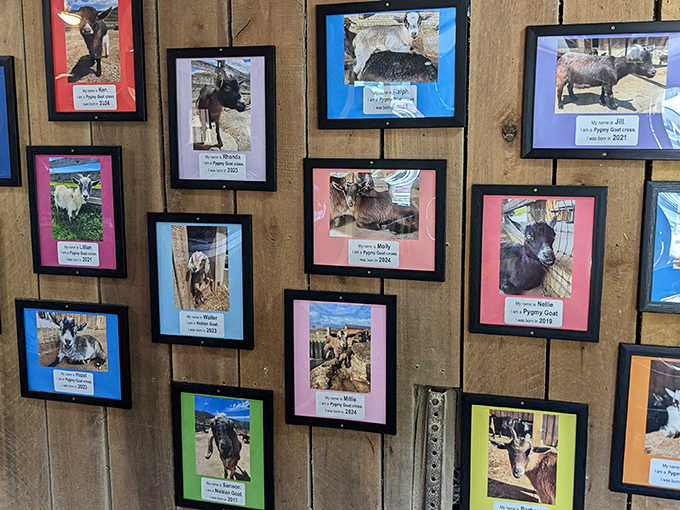 The farm's wall of fame features beloved animal residents, each with their own name and story – celebrities in their own right.