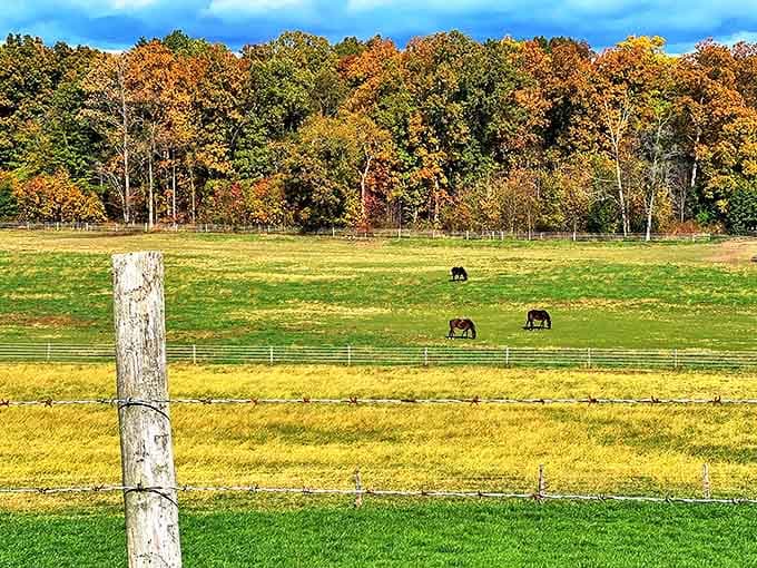 These horses don't know they're living in a postcard, grazing against autumn's technicolor backdrop like they're auditioning for a calendar shoot.