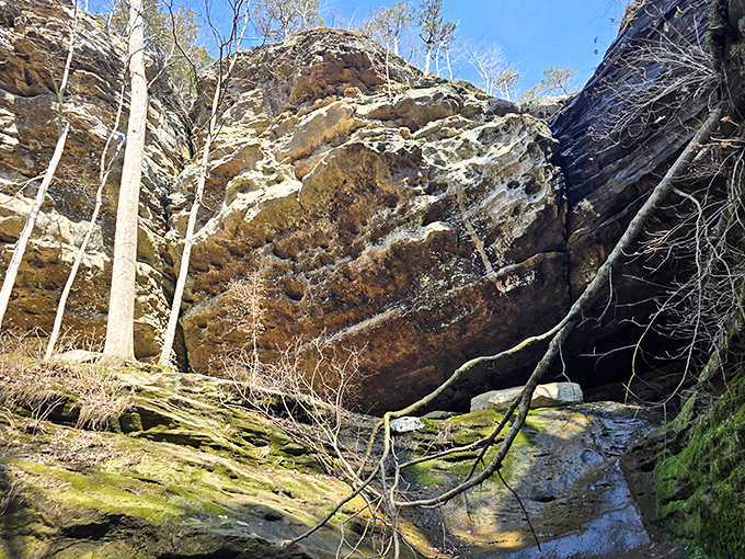 Large Rock: Look up at the impressive, weathered textures of the limestone overhangs that tower high above the winding forest floor.