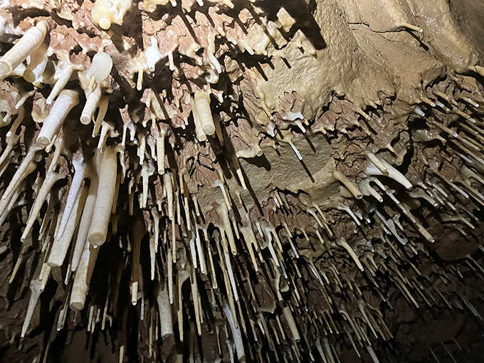 The cave ceiling bristles with hundreds of delicate stalactites, creating an otherworldly forest of stone growing downward.