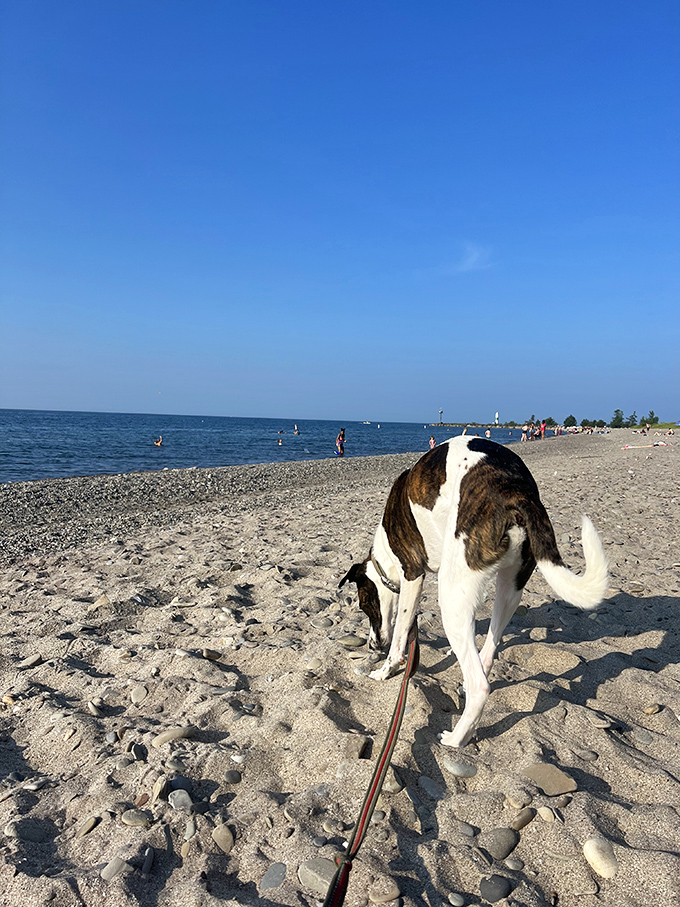 Four-legged friends enjoy the lake breeze too &ndash; designated pet-friendly areas make Breakwater Beach welcoming for the whole family.