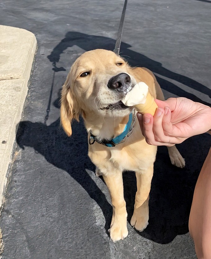 Even four-legged friends get their moment of frozen joy &ndash; this happy pup demonstrates the universal language of ice cream appreciation.