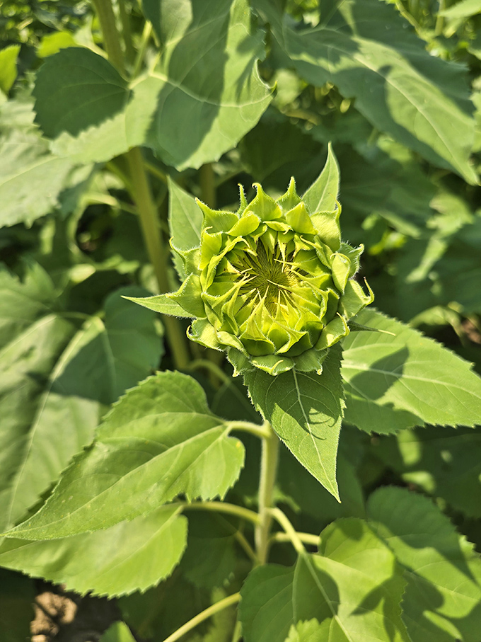 A sunflower embryo preparing for its grand debut &ndash; nature's version of "before they were famous," soon to join the golden celebrity lineup.