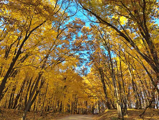 Walking through this golden tunnel of autumn trees feels like stepping into a fairy tale where deadlines and emails simply don't exist.