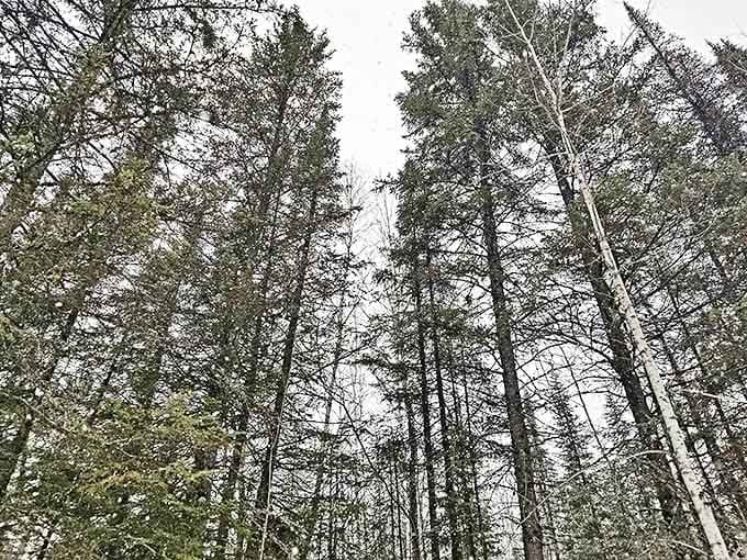Even in winter, the trail's towering pines stand sentinel, their snow-laden branches creating a hushed wonderland for cold-weather adventurers.